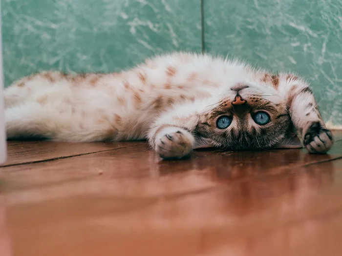 Imágenes Mi Gato Loco Pegatina De Un Gato Loco De Dibujos Animados